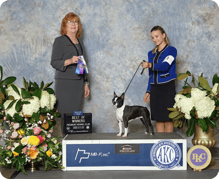 Large Boston Terrier Breeders | Reputable Boston Terrier Breeder USA ...